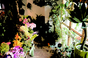 観葉植物で部屋を彩ろう！PELE plants&flowers｜【2日間限定】10/8 sat. 10/9 sun. | 広島の家具 ...